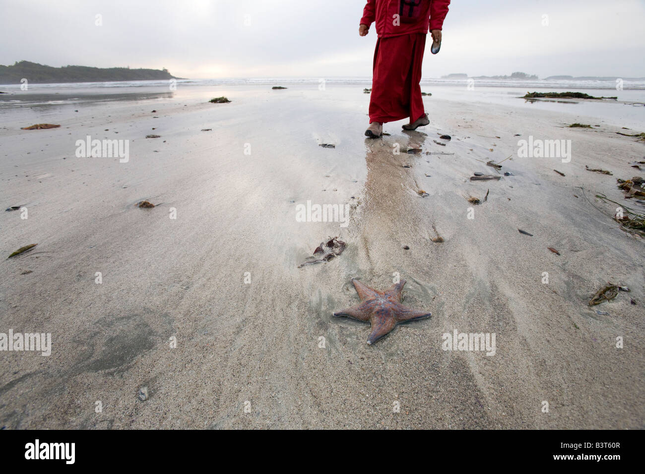 Walking starfish hi-res stock photography and images - Alamy