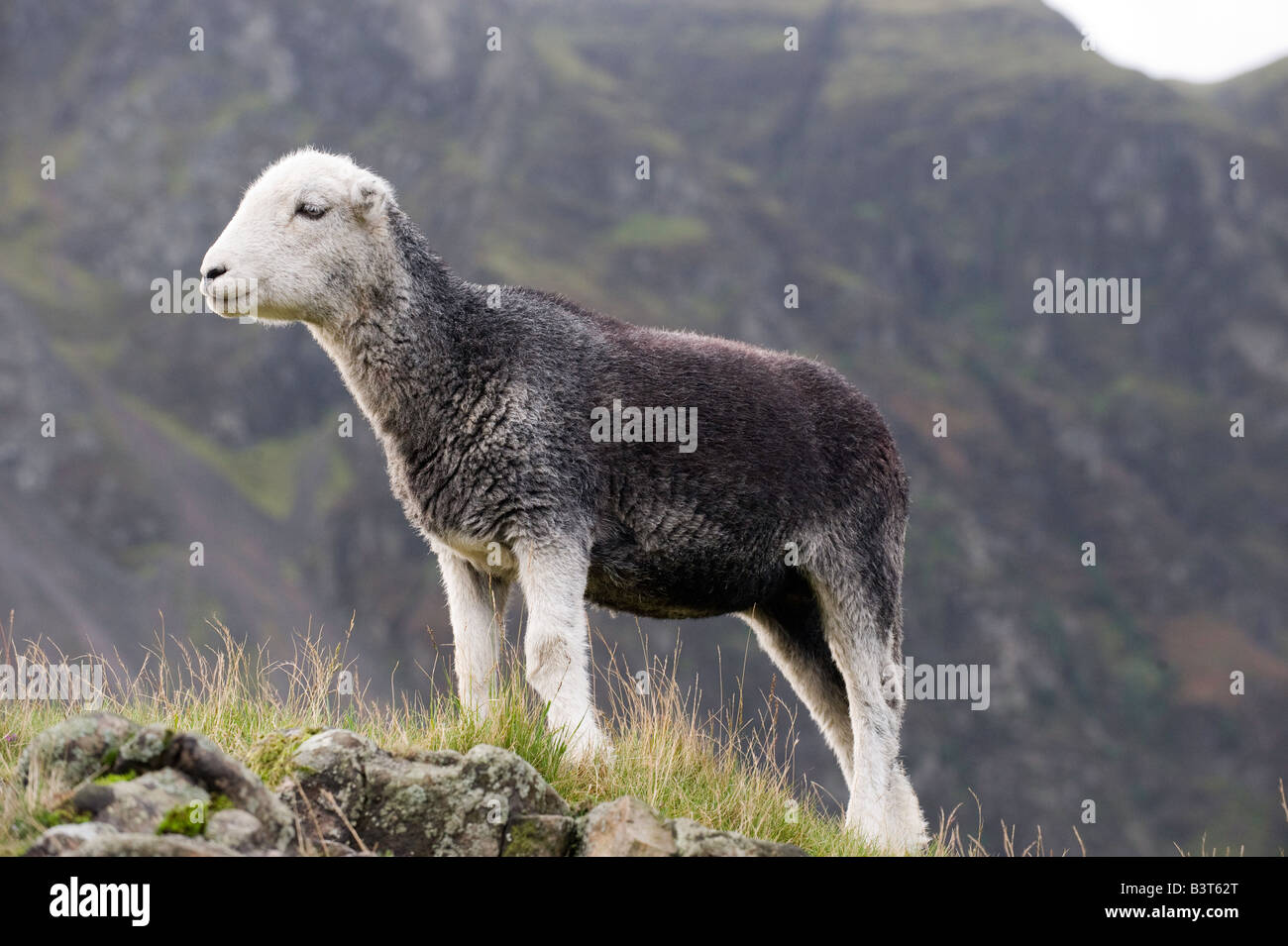 Herdwick ewe a hardy native sheep on moorland in English lake District ...