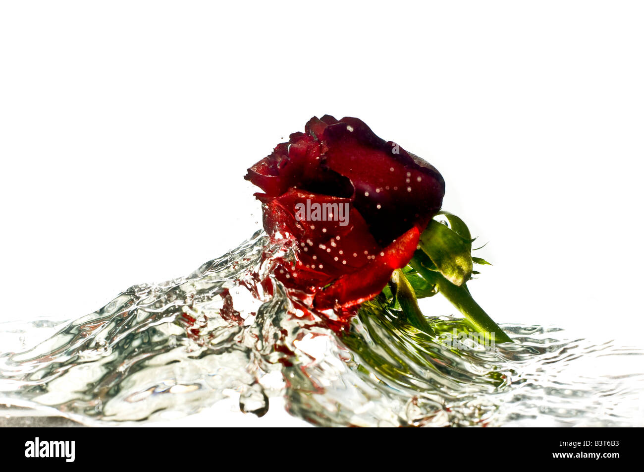 One red rose water splash hi-res stock photography and images - Alamy