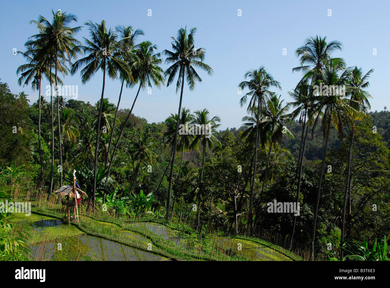 Tabanan bali hi-res stock photography and images - Alamy