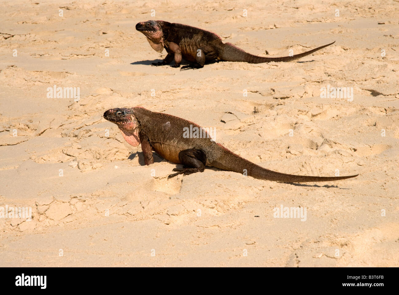 Iguanas on beach, Leaf Cay, Exuma, Bahamas Stock Photo - Alamy