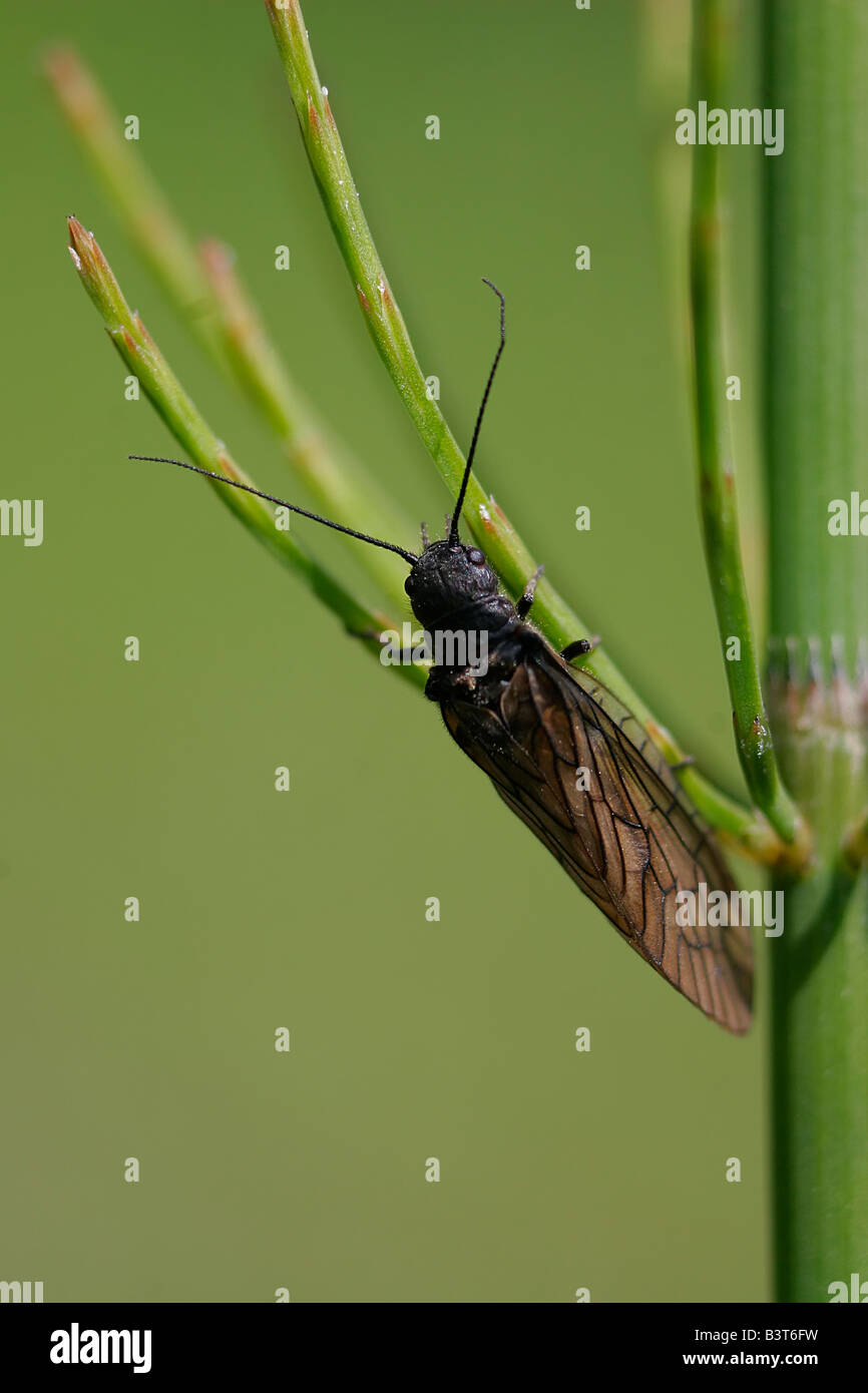 Alderflies alderfly hi-res stock photography and images - Alamy