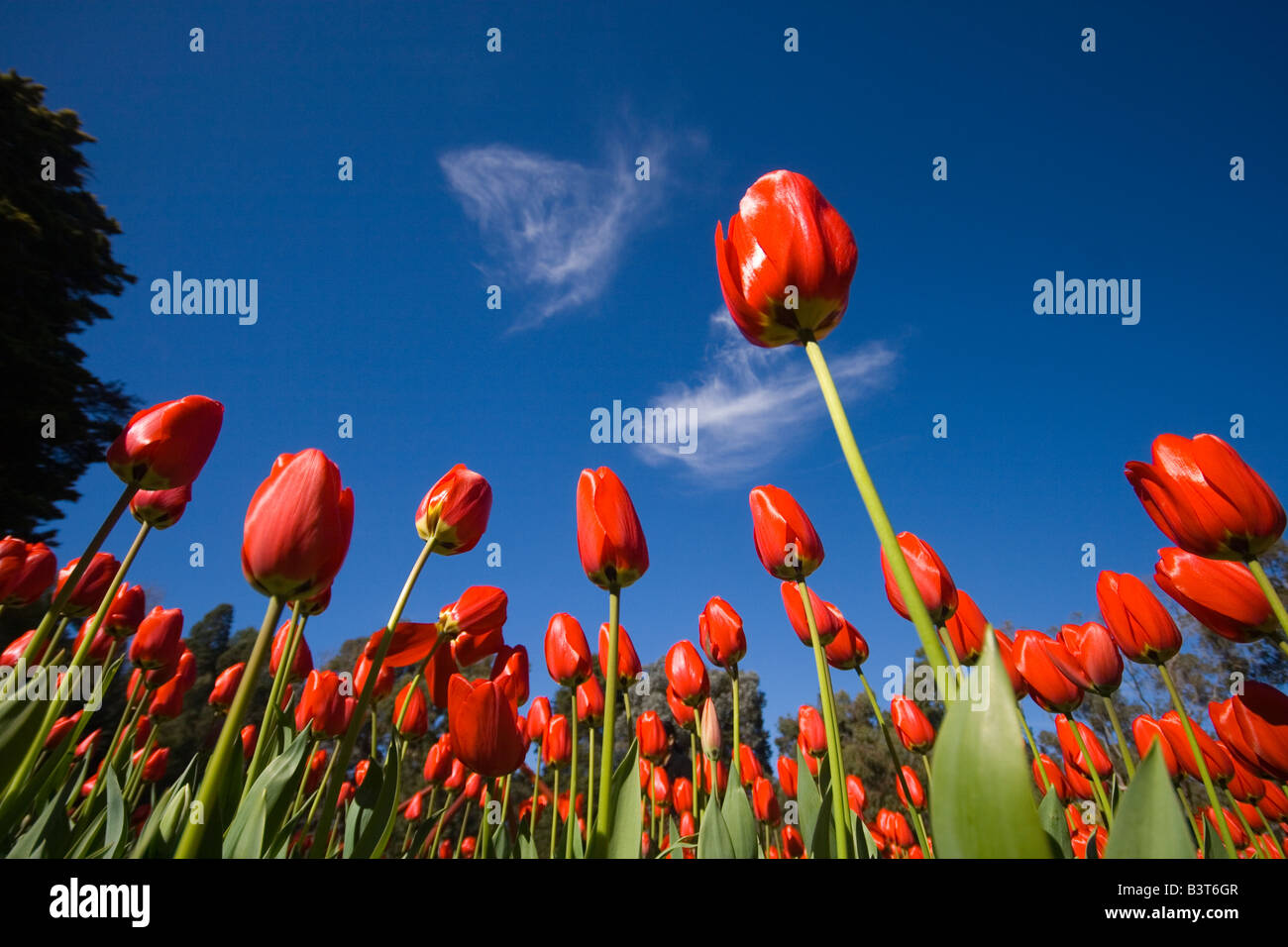 Flower reaching for the sky hi-res stock photography and images - Alamy