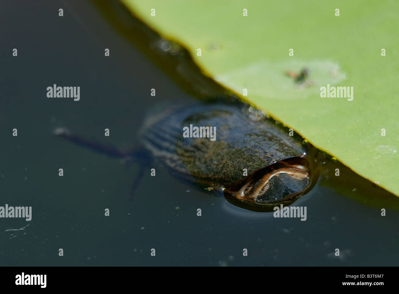 Great Water Diving Beetle Stock Photo - Alamy