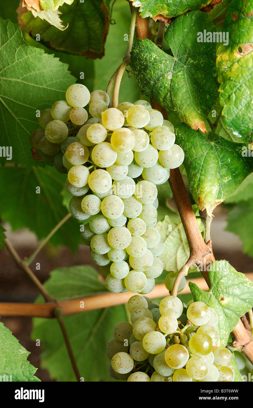 cluster of grape at the vineyard, alvarinho Stock Photo - Alamy