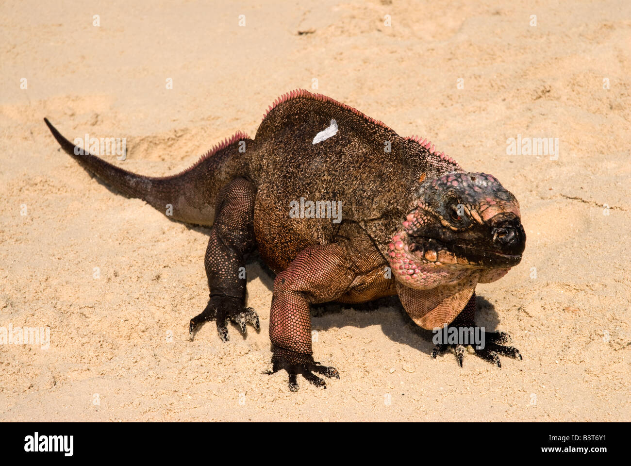 Iguana on beach, Leaf Cay, Exuma, Bahamas Stock Photo - Alamy
