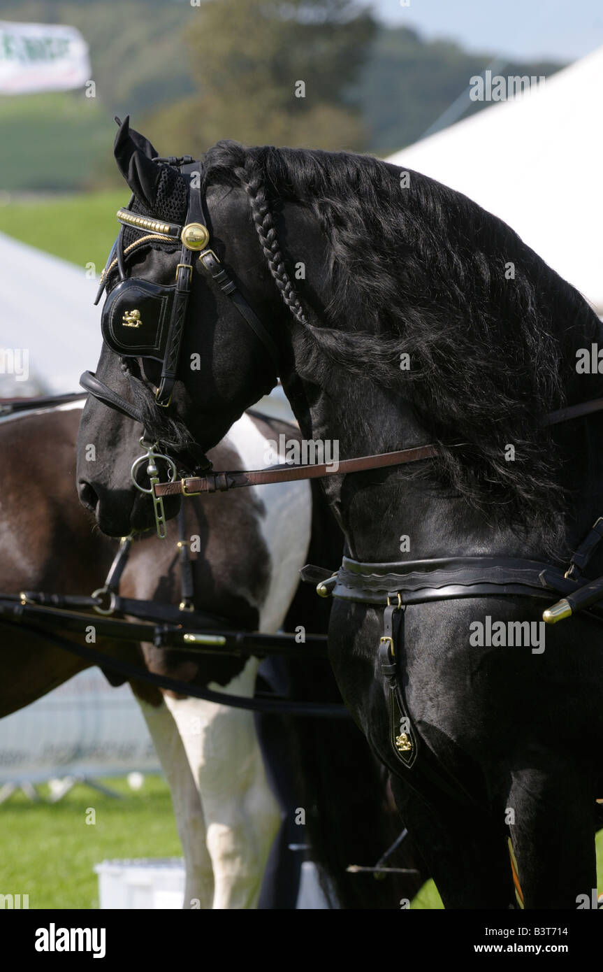 Carriage driving plats livery hi-res stock photography and images - Alamy