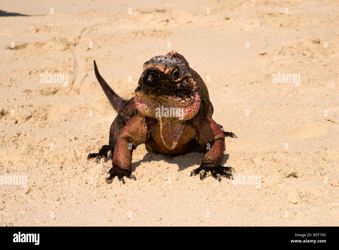Iguana on beach, Leaf Cay, Exuma, Bahamas Stock Photo - Alamy