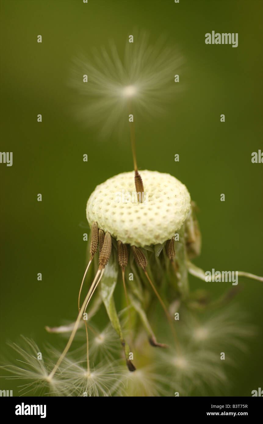 Single seed hi-res stock photography and images - Alamy