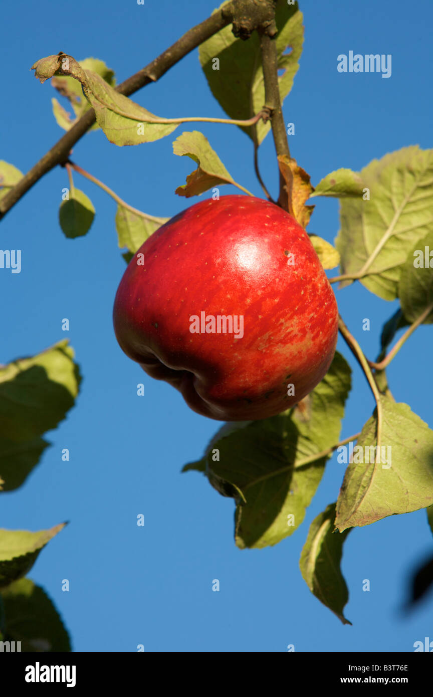 Apple pip tree hi-res stock photography and images - Alamy