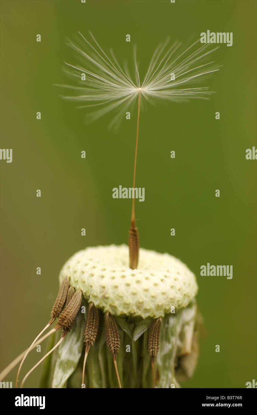 Single seed hi-res stock photography and images - Alamy