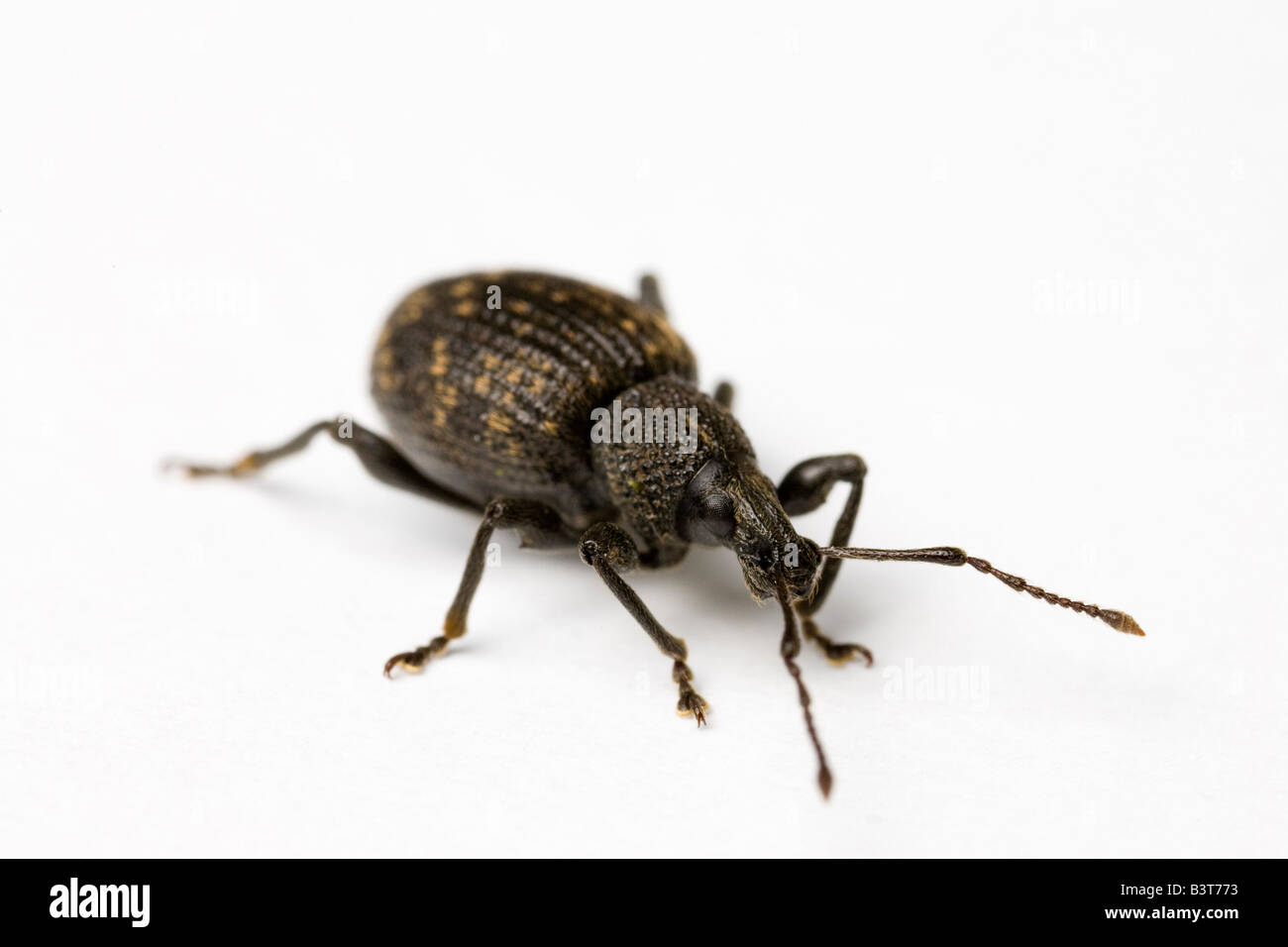 Vine weevil hi-res stock photography and images - Alamy