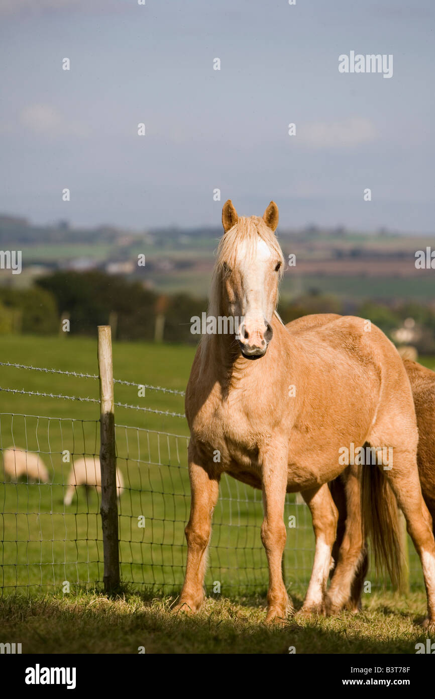 Old pony hi-res stock photography and images - Alamy