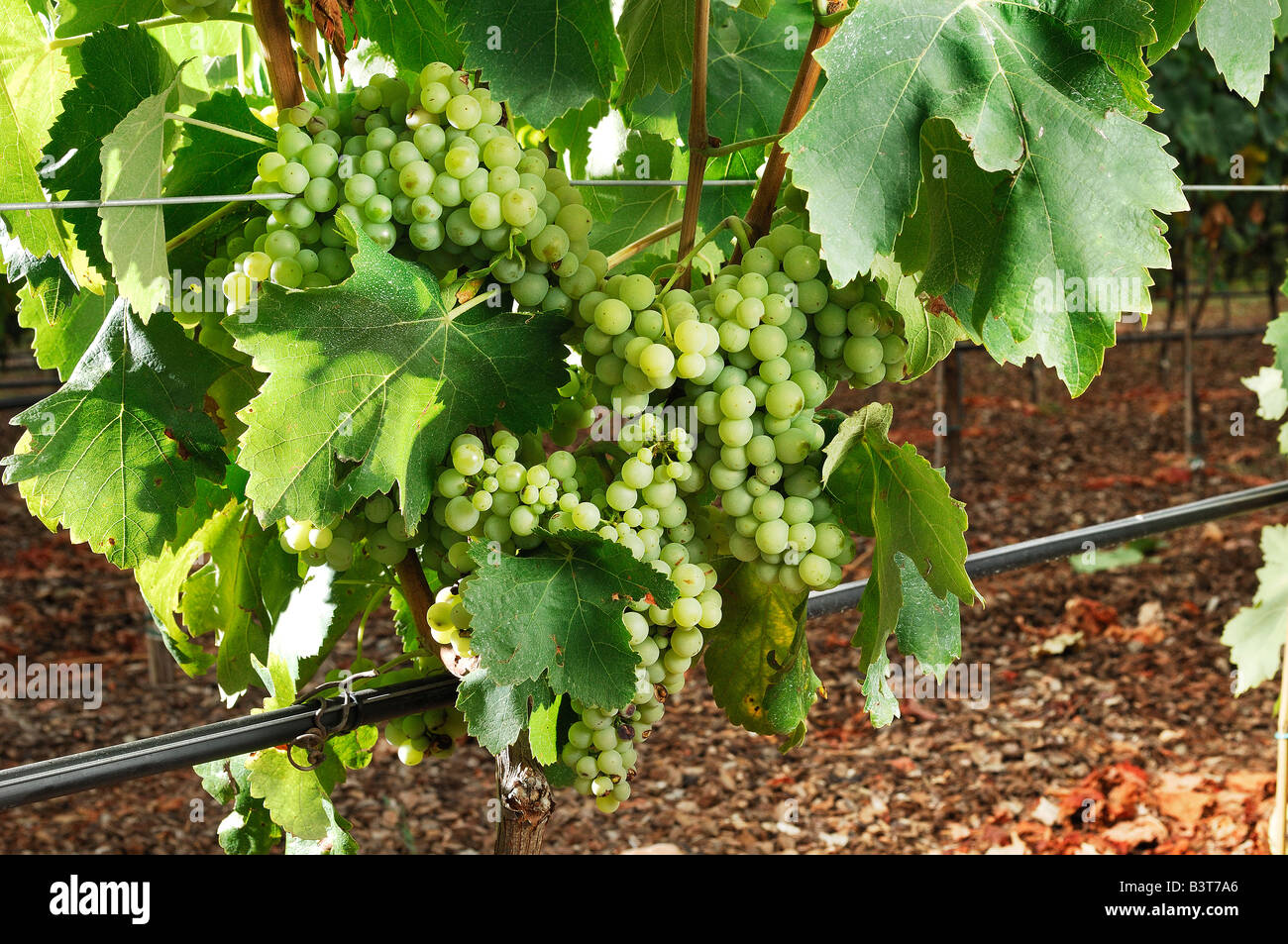 cluster of grape at the vineyard, macabeo Stock Photo - Alamy