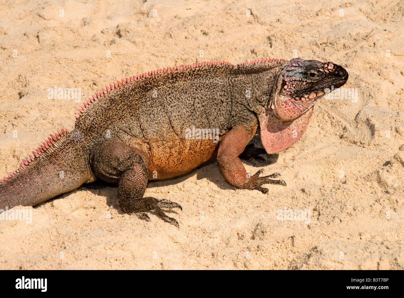 Iguana on beach, Leaf Cay, Exuma, Bahamas Stock Photo - Alamy