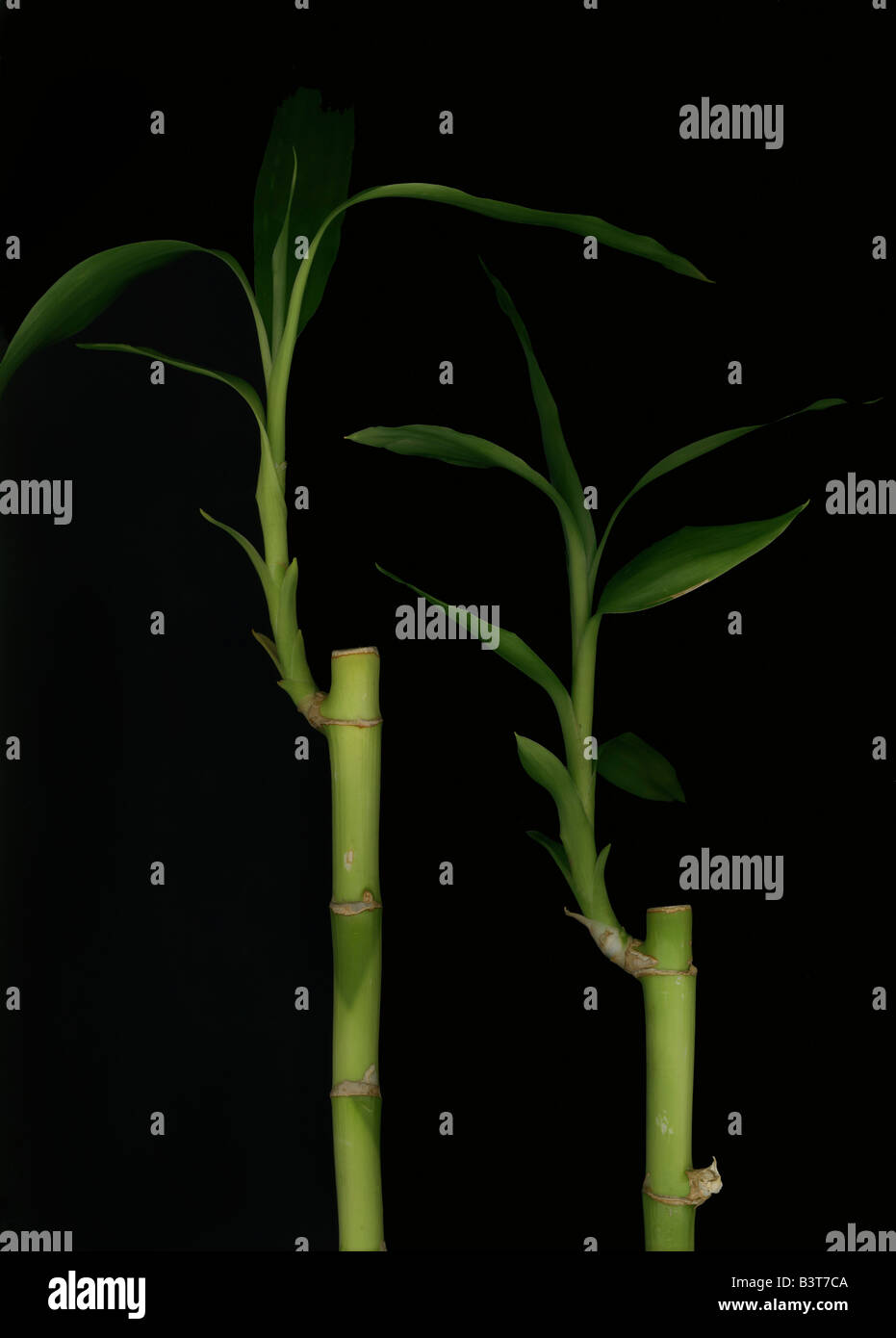 Bamboo cutout hi-res stock photography and images - Alamy