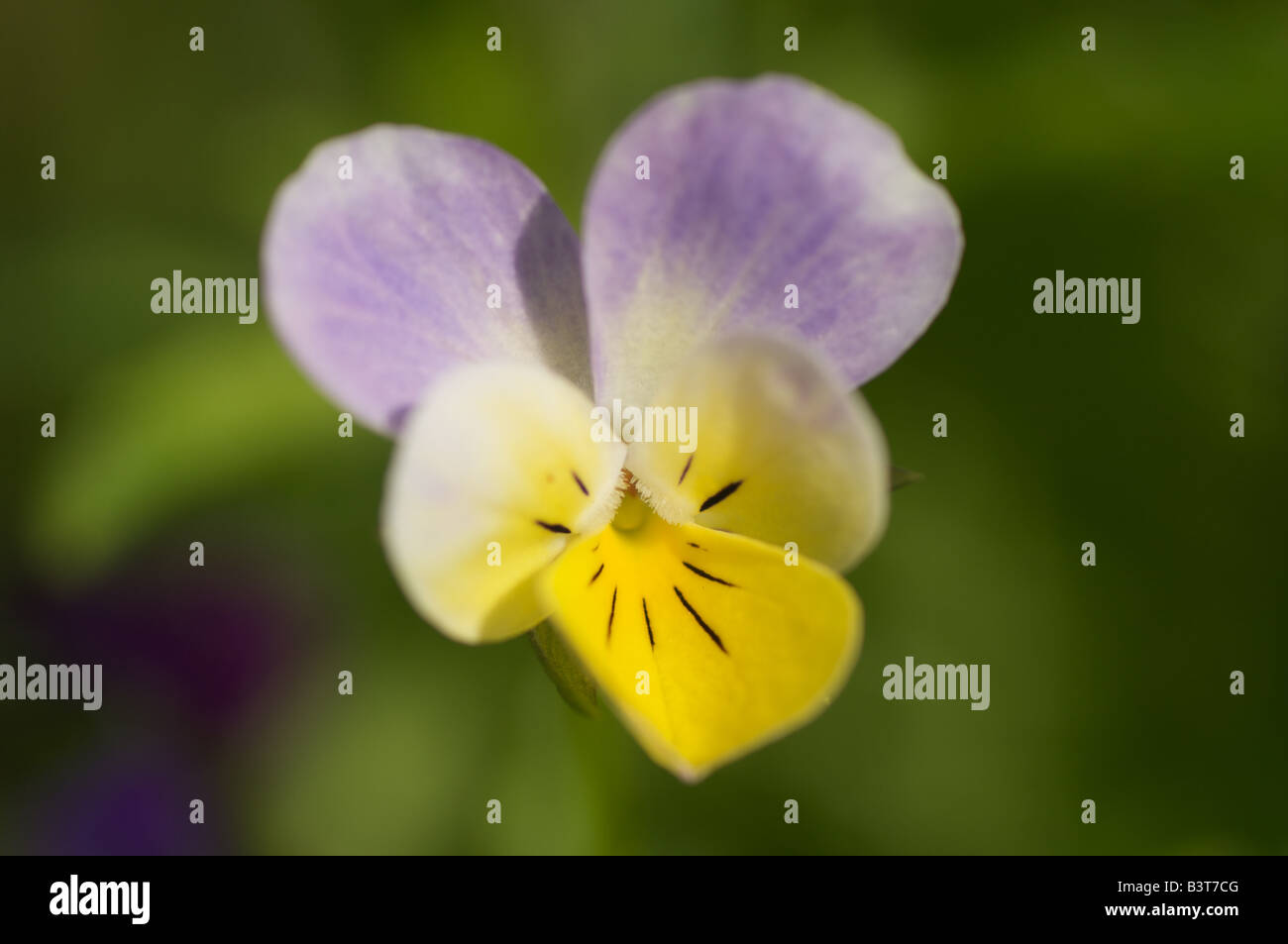 Viola viola edible hi-res stock photography and images - Alamy