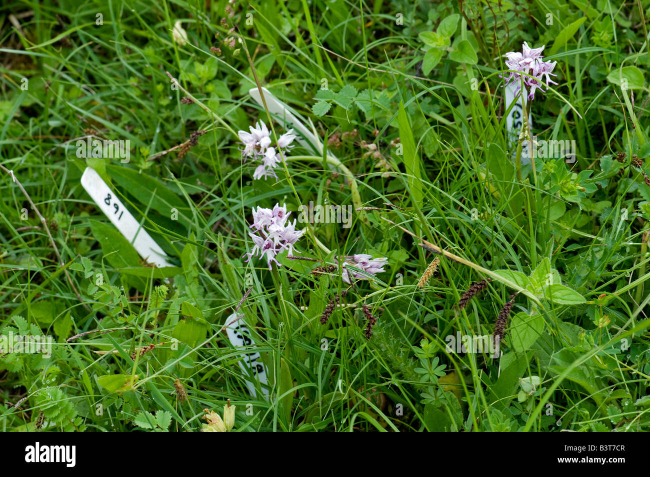 Monkey Orchid: Orchis simia. Oxfordshire England Plants labelled in ...