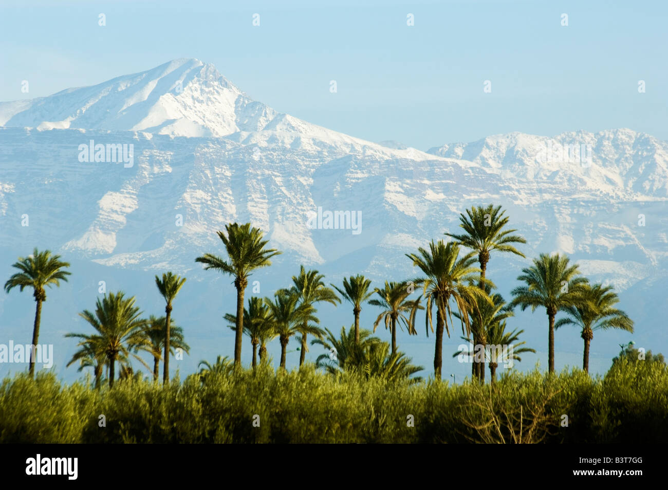 Moroccan Palm Trees And Mountains Palm Trees In Morocco Hi Res Stock