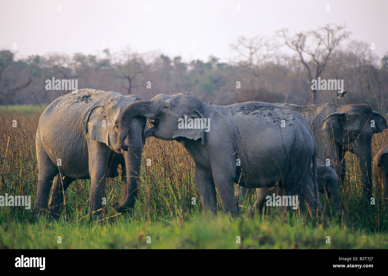 Two elephants playing with each other, Kaziranaga, Assam, India Stock ...
