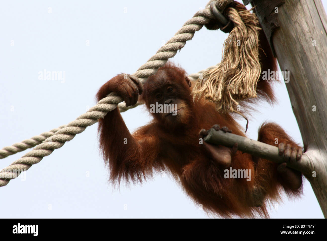 Orangutan feet hi-res stock photography and images - Alamy