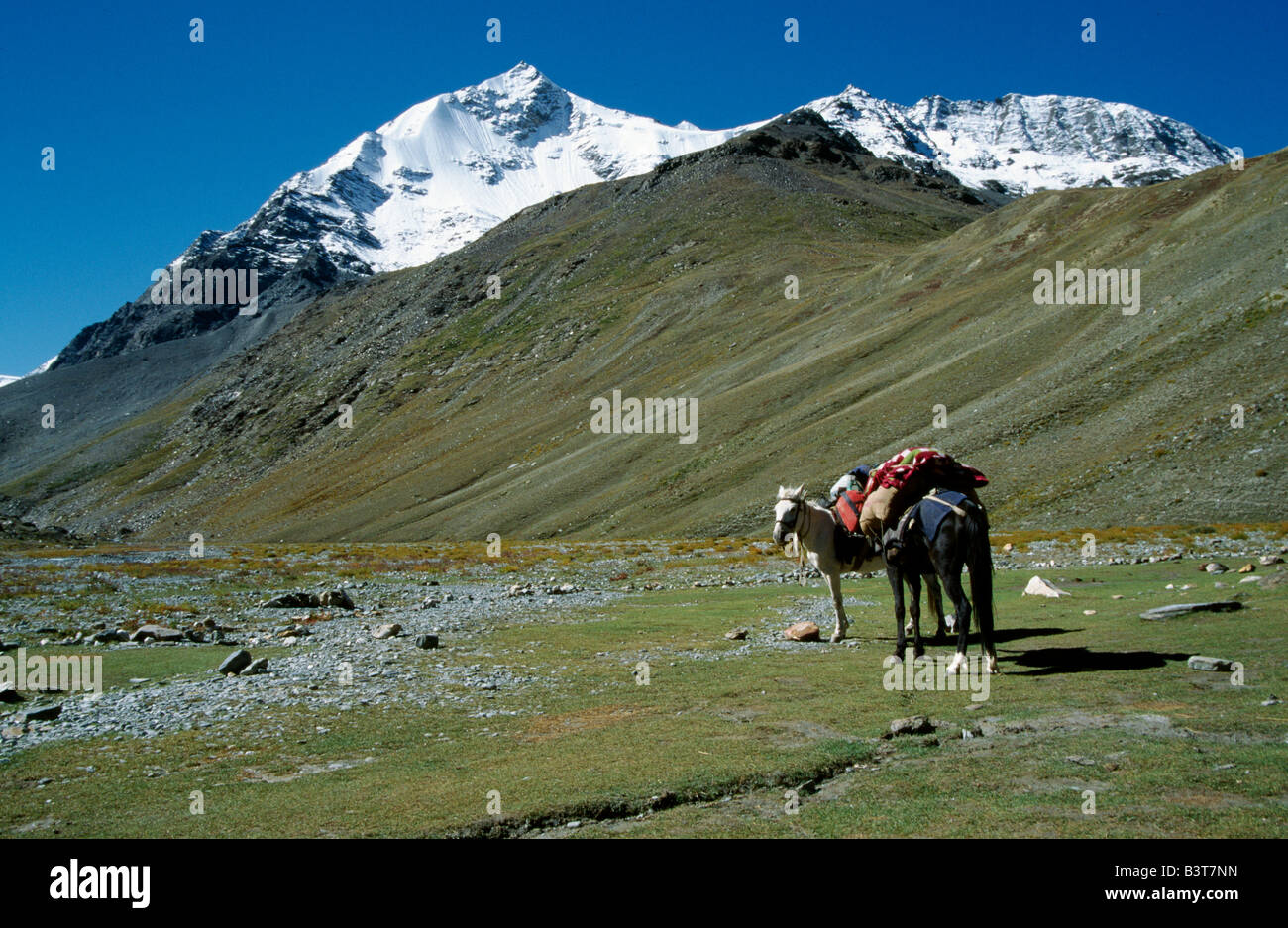 India, Ladakh. Zanskar, pack horses in upper Kargyak Valley Stock Photo ...