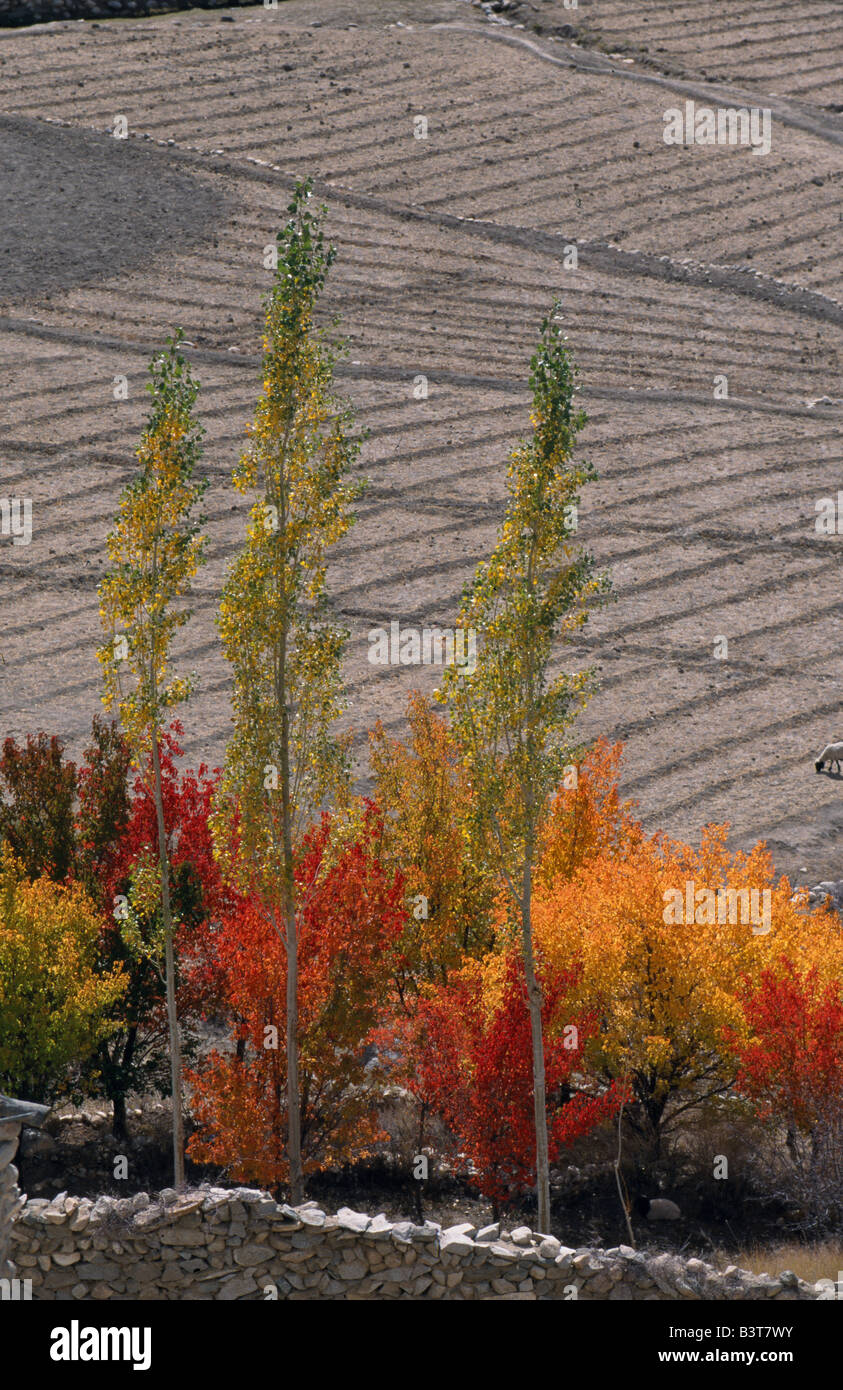 India, Ladakh. Poplar trees and autumn colours Stock Photo - Alamy