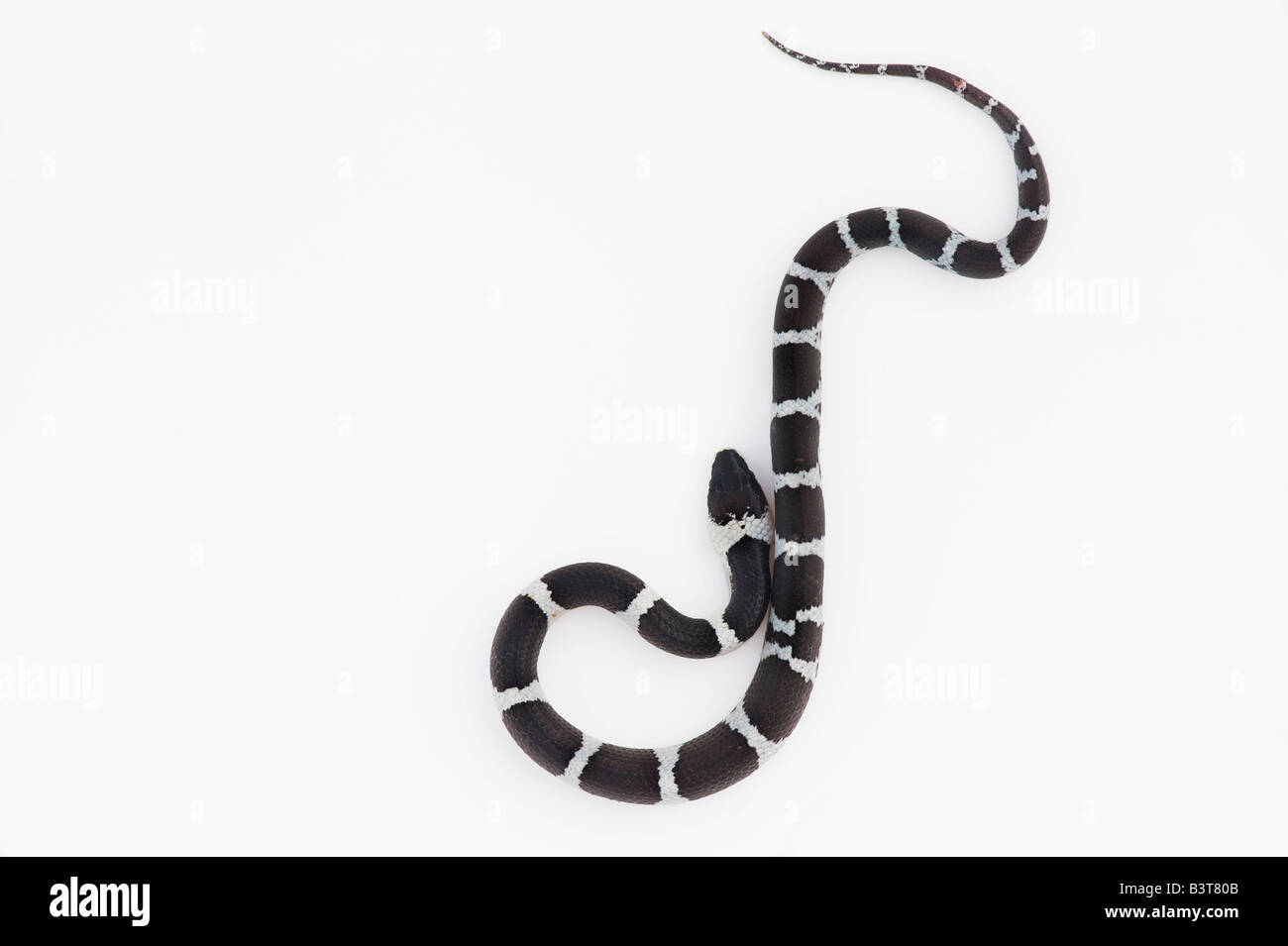 Lycodon septentrionalis. Juvenile White-Banded Wolf Snake on white ...