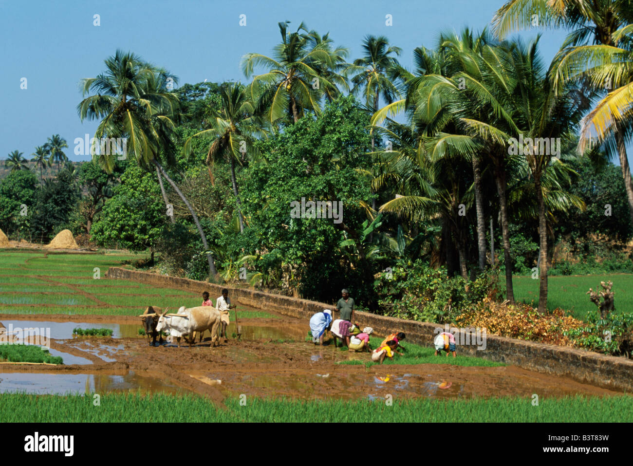 Paddy Field Goa Stock Photos & Paddy Field Goa Stock Images - Alamy