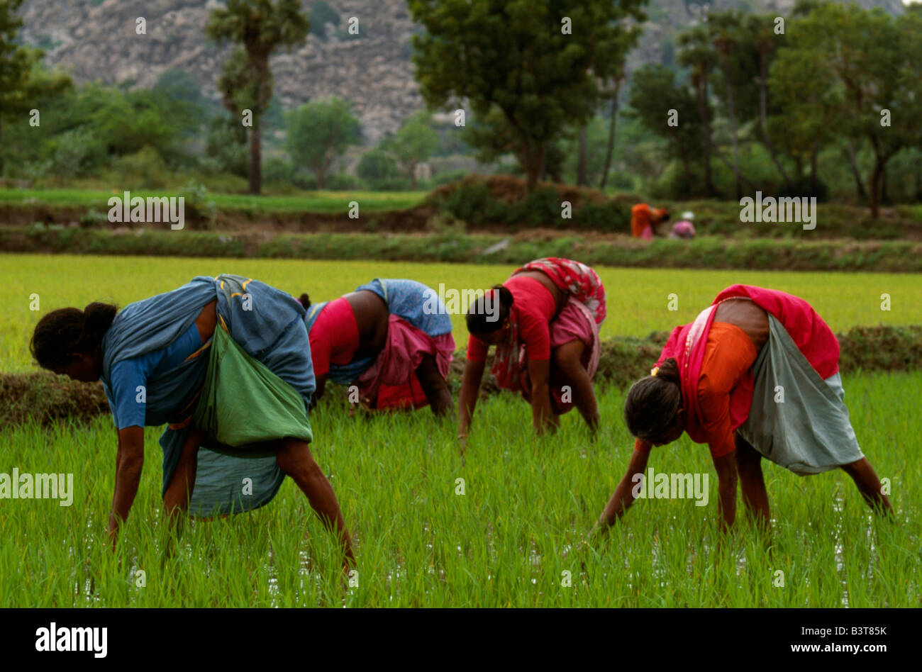 India, Tamil Nadu, Gingee. Village women tend rice paddies near Gingee ...
