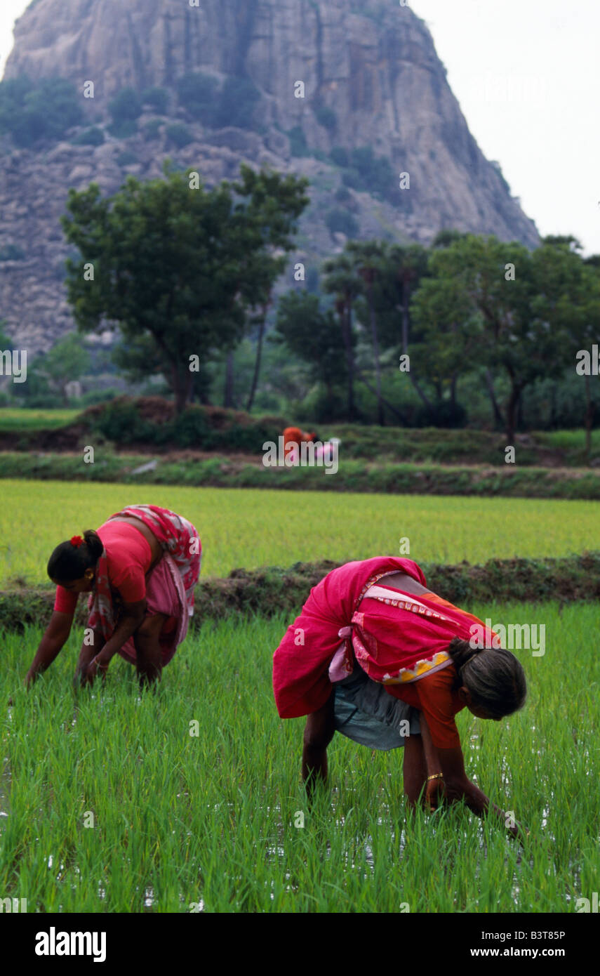 India, Tamil Nadu, Gingee. Village women tend rice paddies near Gingee ...