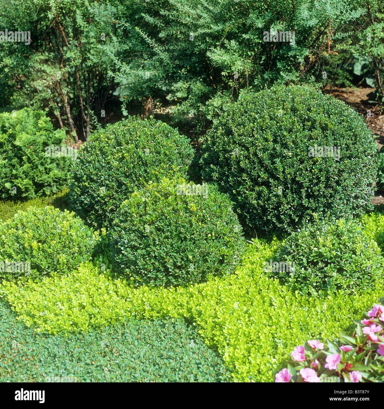 Common boxes buxus sempervirens hi-res stock photography and images - Alamy