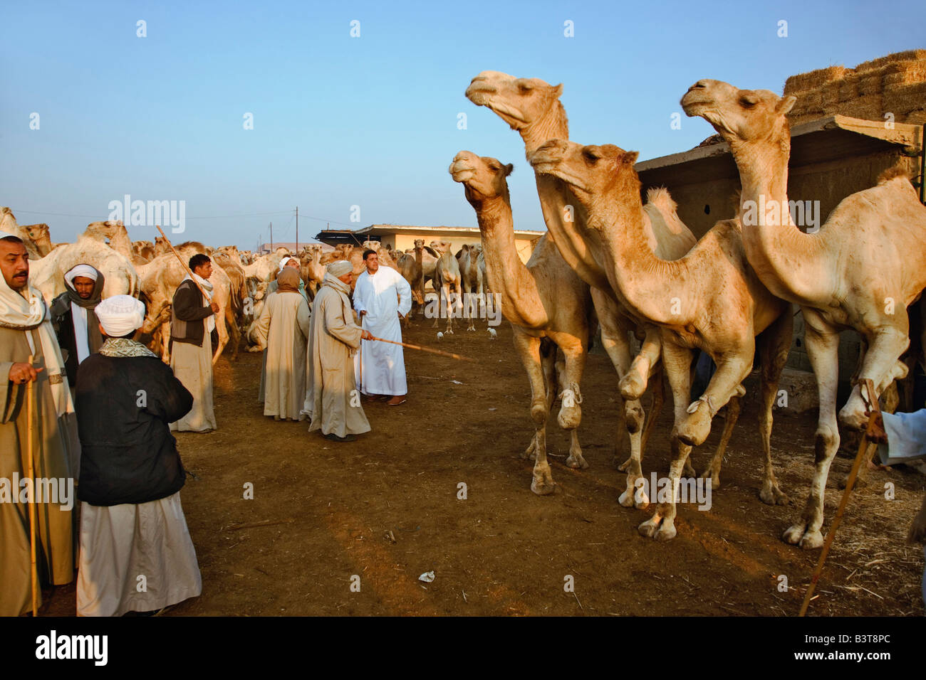 Camel trading, camel market, Cairo, Egypt Stock Photo - Alamy