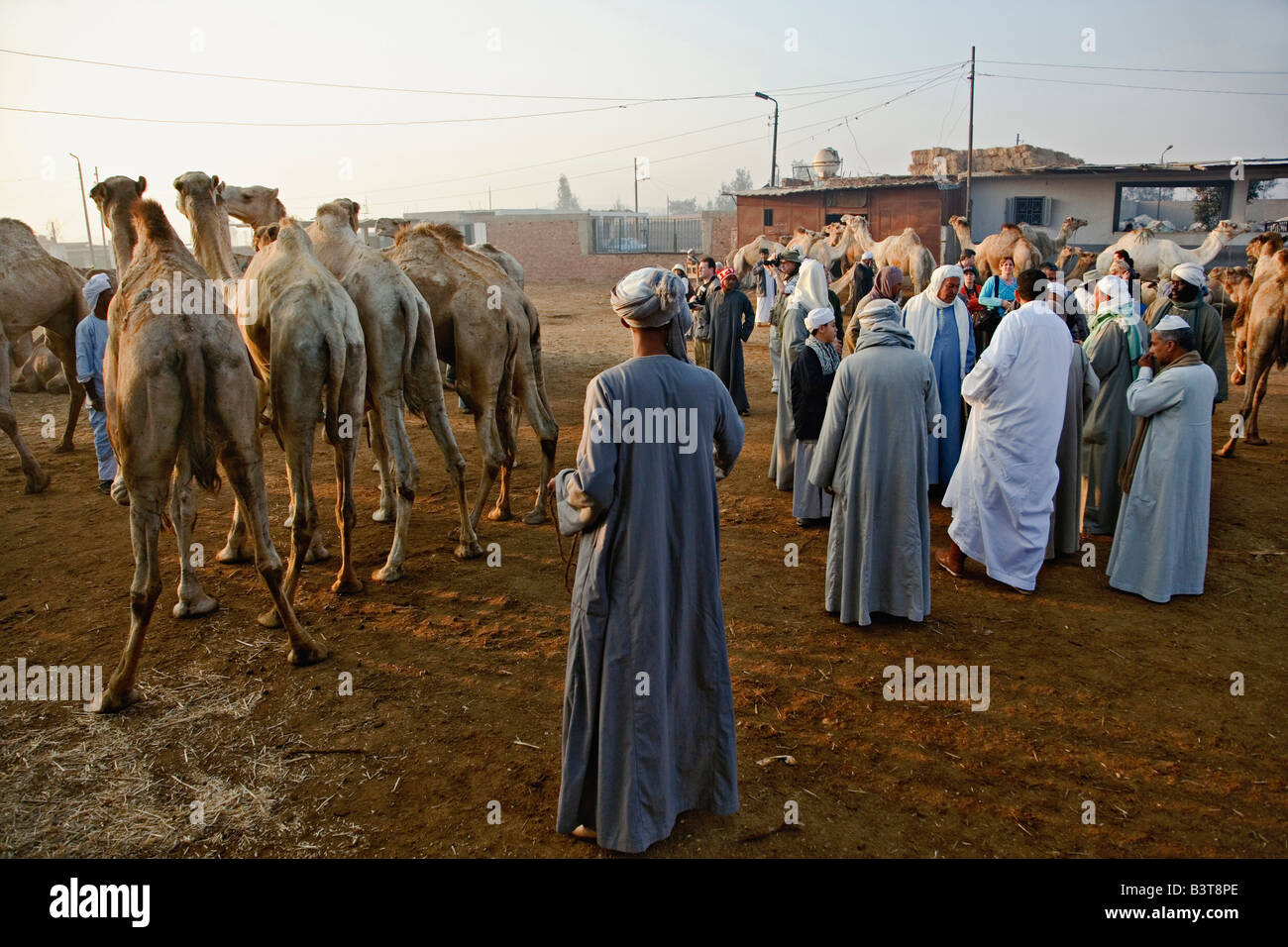Camel trading, camel market, Cairo, Egypt Stock Photo - Alamy