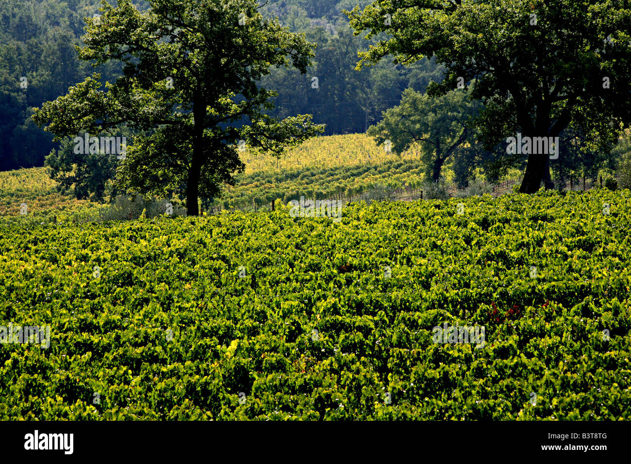 Vinery landscape hi-res stock photography and images - Alamy