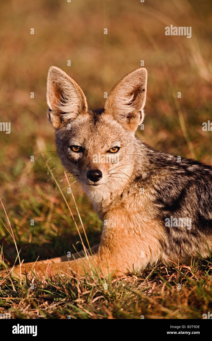 Black backed jackell hi-res stock photography and images - Alamy