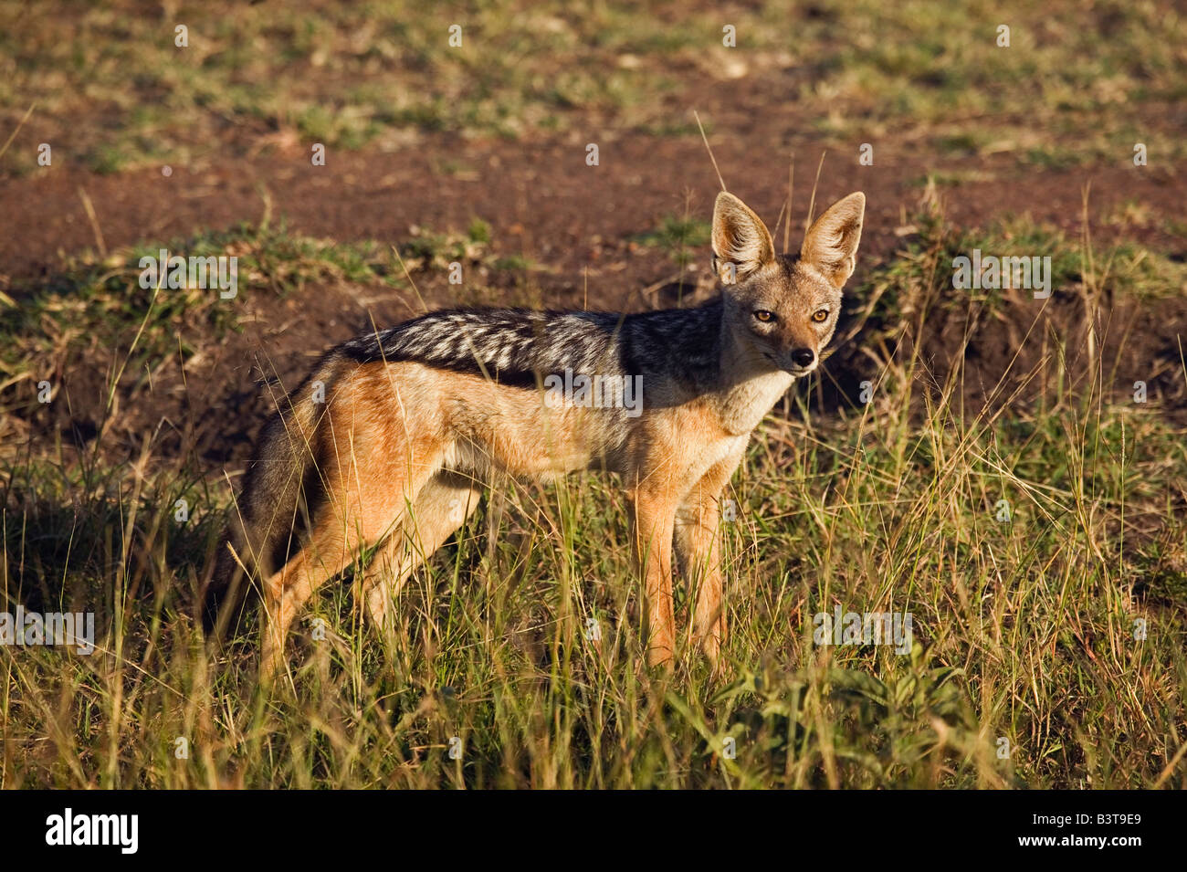 Black backed jackell hi-res stock photography and images - Alamy
