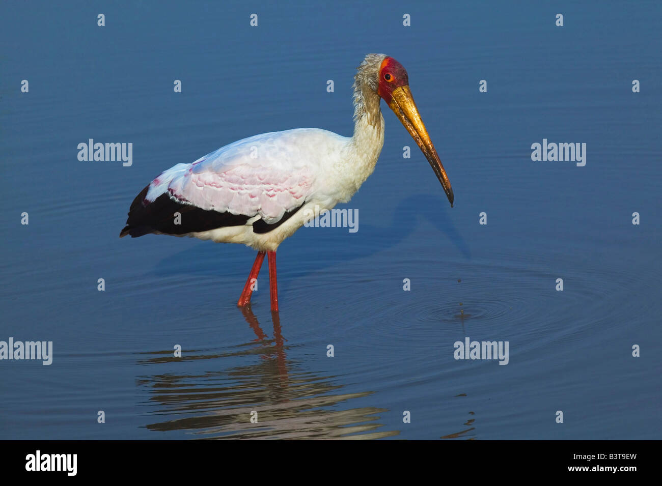 Yellow-billed Stork, Masai Mara, Kenya, Africa Stock Photo - Alamy