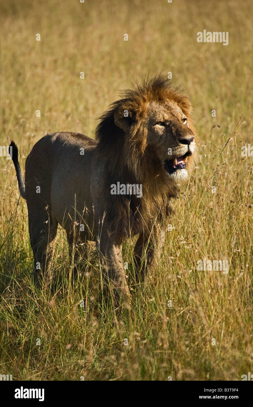 Black Maned High Resolution Stock Photography and Images - Alamy