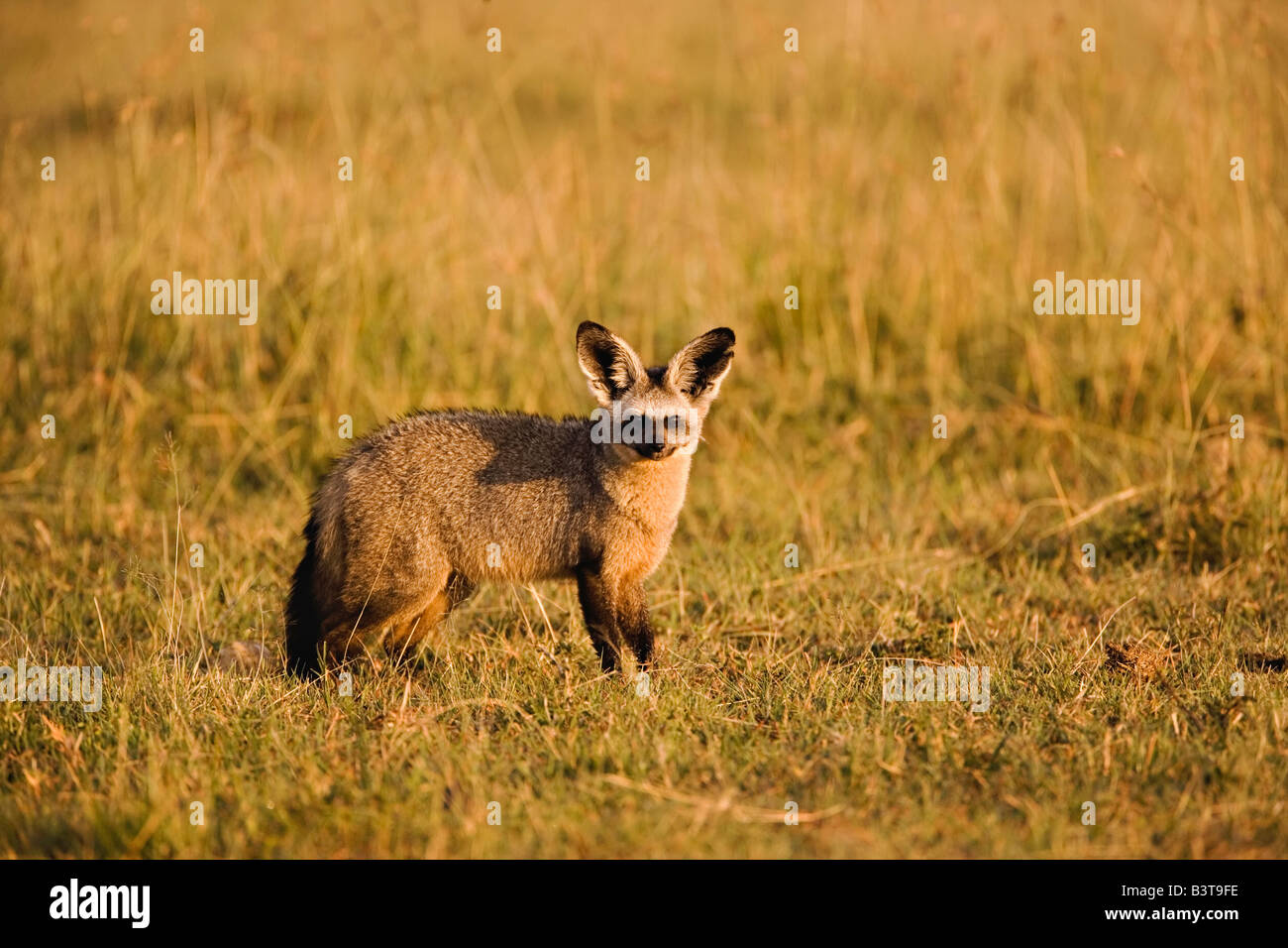 Bat-eared Fox, Otocyon megalotis, Masai Mara, Kenya, Africa Stock Photo ...