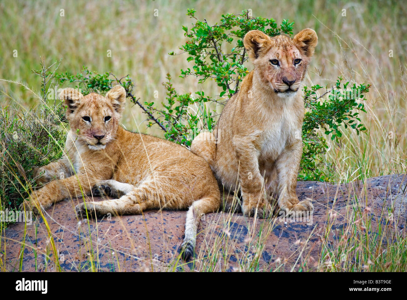 Pair of Lion cubs on rock, Panthera leo, Masai Mara, Kenya, Africa ...