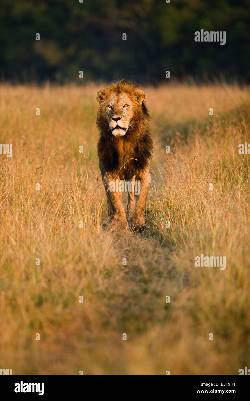 Male lion tracks hi-res stock photography and images - Alamy