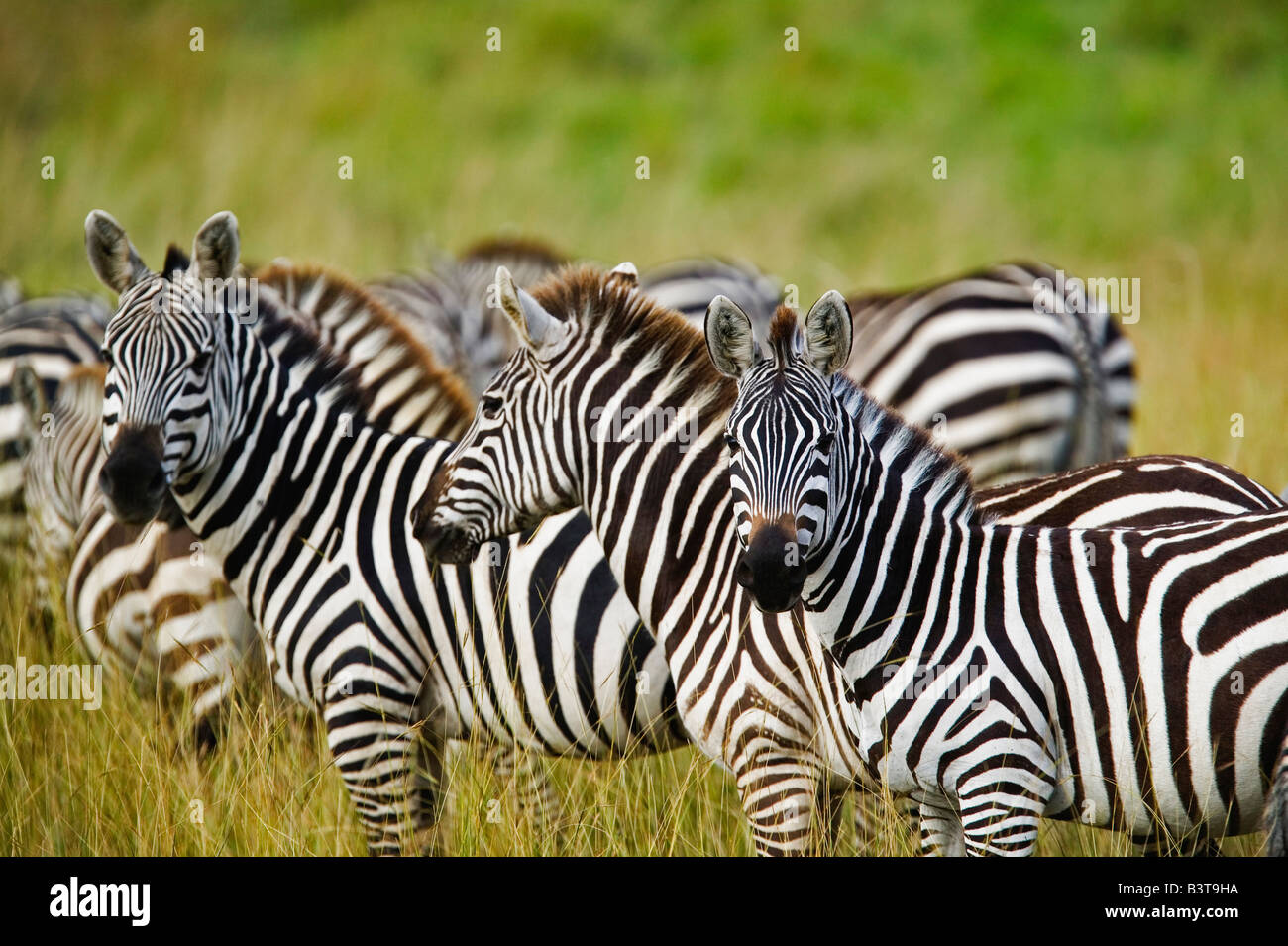 Burchellís Zebra, Equus burchelli, Masai Mara, Kenya, Africa Stock ...