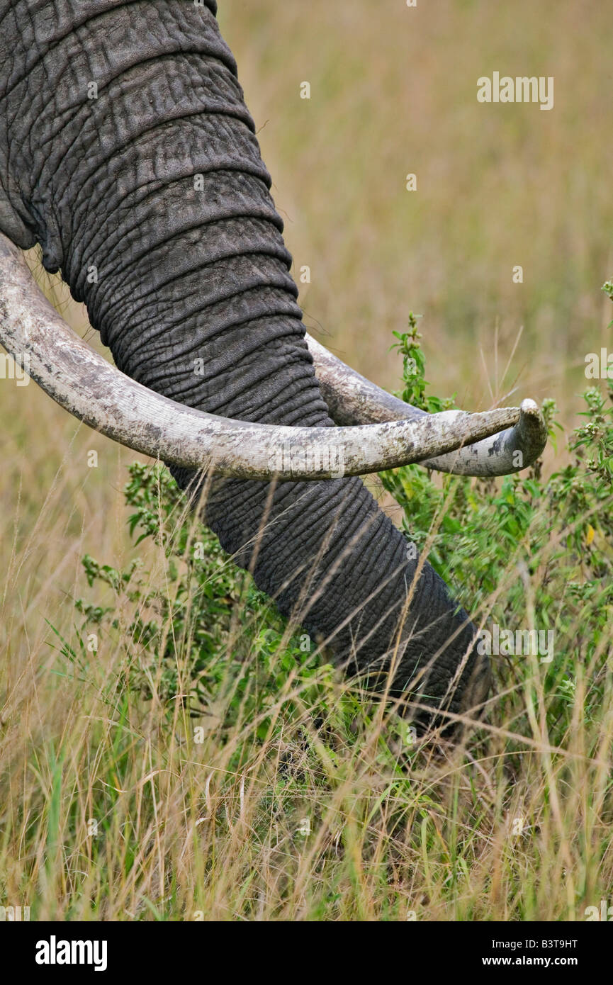 African Elephant using trunk to grasp food, Masai Mara Game Reserve ...