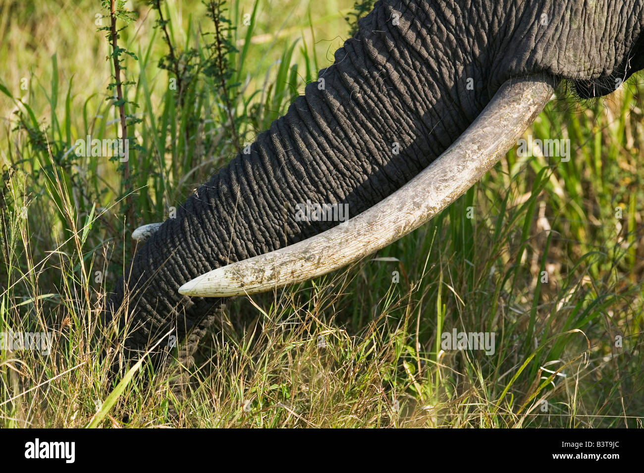 African Elephant using trunk to grasp food, Masai Mara, Kenya, Africa ...
