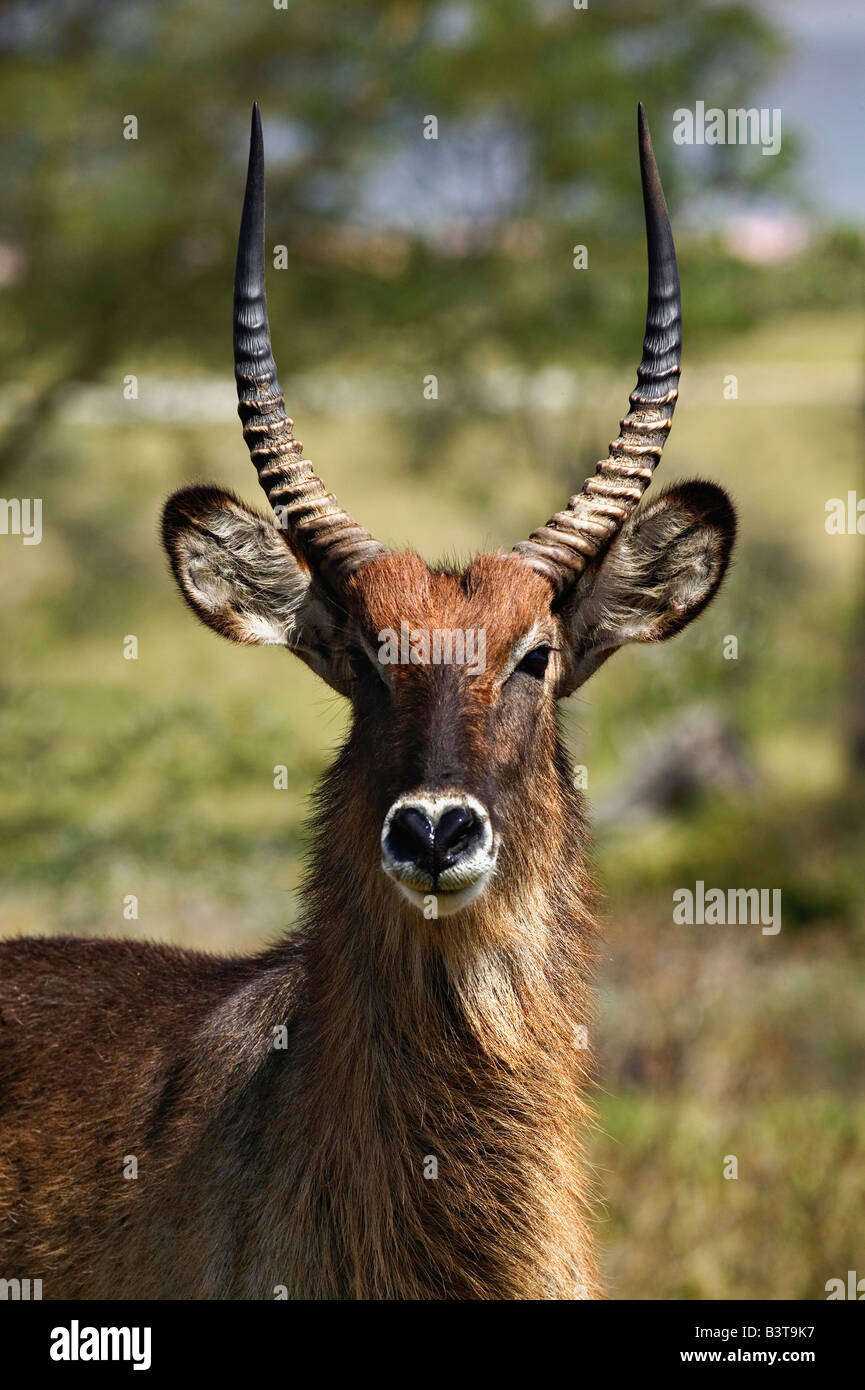 Kodbus defassa hi-res stock photography and images - Alamy