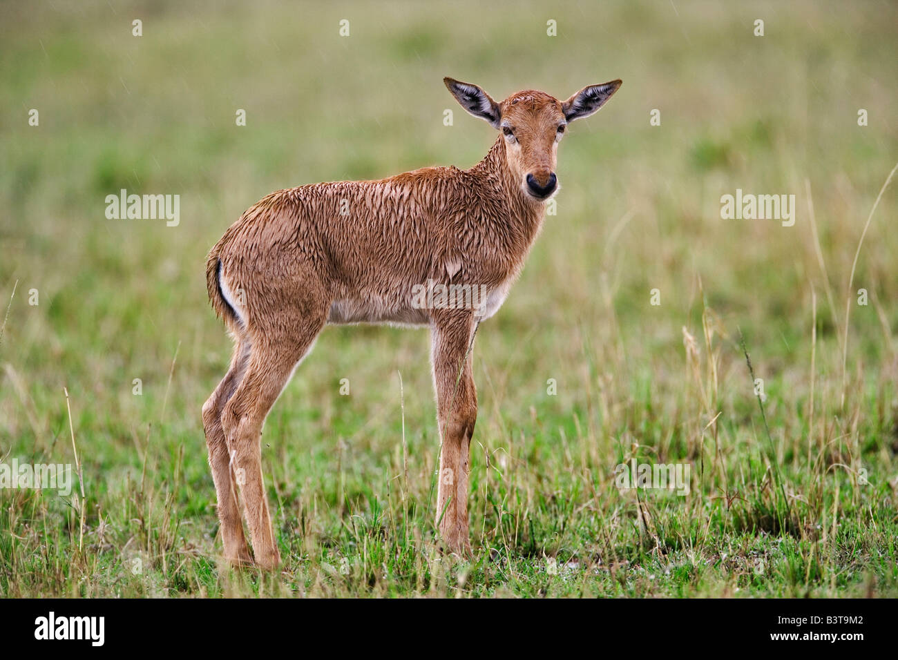 Baby Topi, Damaliscus korrigum, Masai Mara, Kenya Stock Photo - Alamy