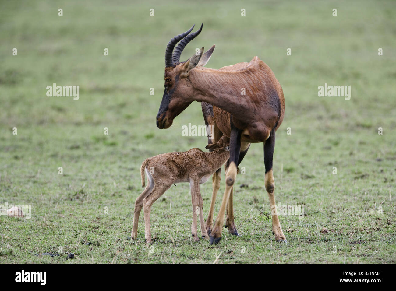 Baby Topi feeding, Damaliscus korrigum, Masai Mara, Kenya Stock Photo ...