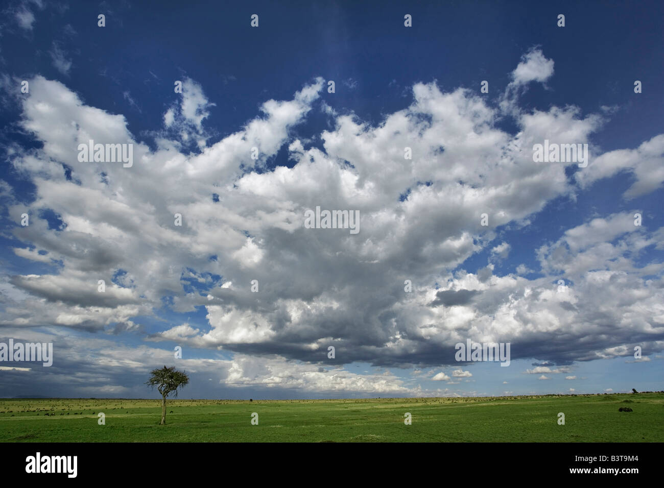 Dramatic sky above green grass, Masai Mara, Kenya, Africa Stock Photo ...