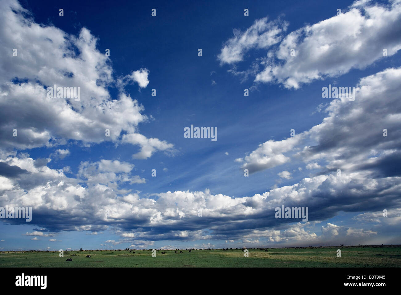 Dramatic sky above green grass, Masai Mara, Kenya, Africa Stock Photo ...